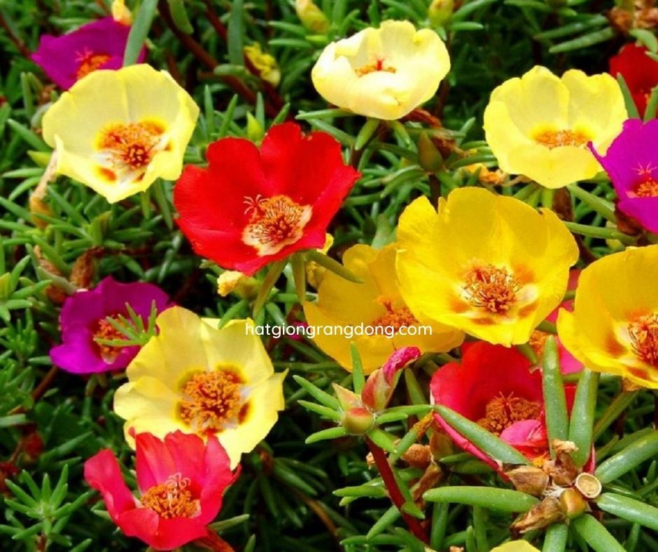 Flowering Plants – Aum Garden