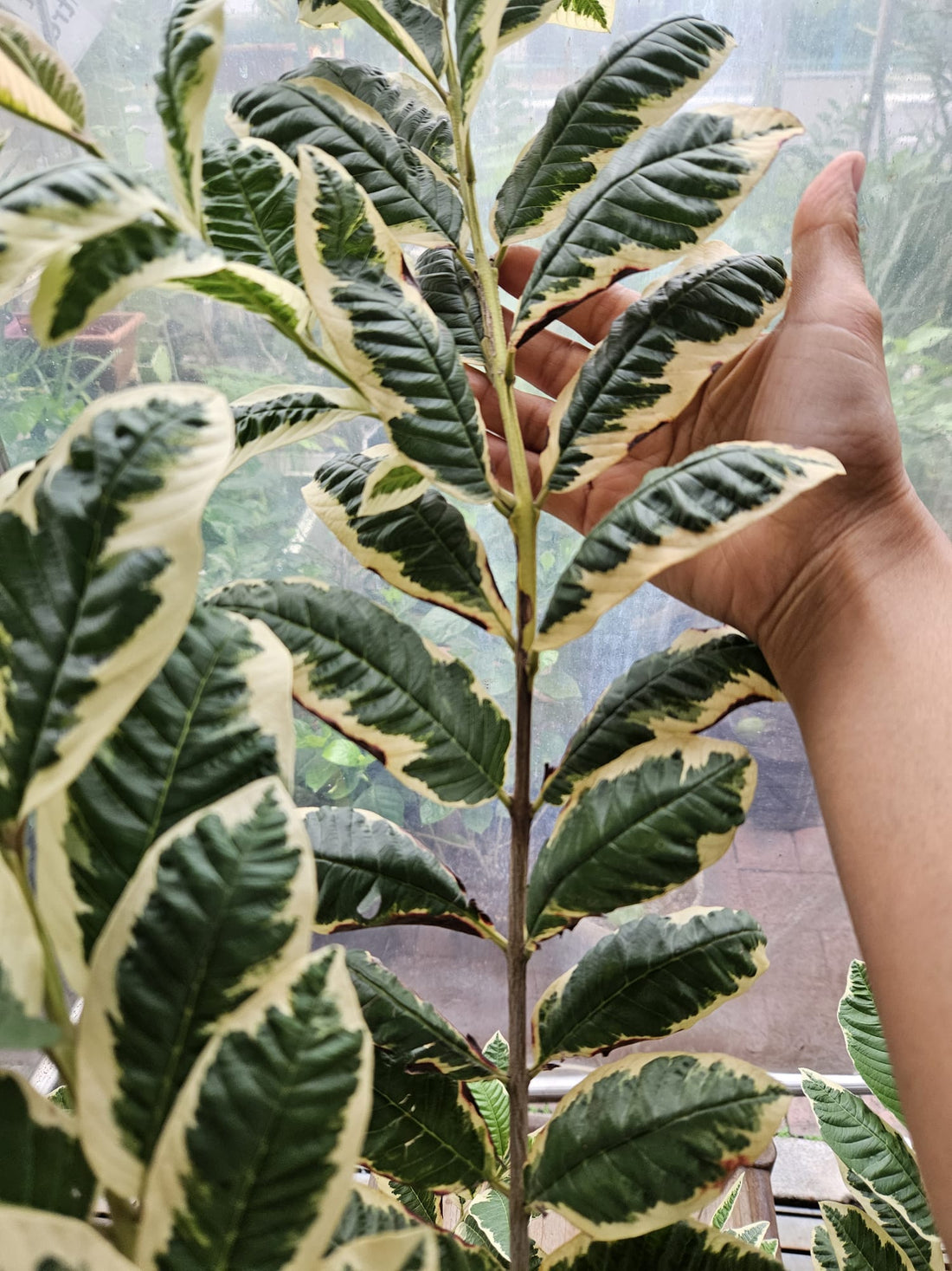 Variegated Pink Guava – aumgarden